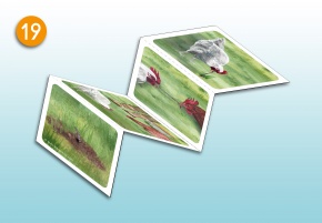 Project Plan: Chicken Lapbook for pre-K, kindergarten and elementary school