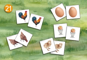 Project Plan: Chicken Lapbook for pre-K, kindergarten and elementary school