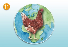 Project Plan: Chicken Lapbook for pre-K, kindergarten and elementary school